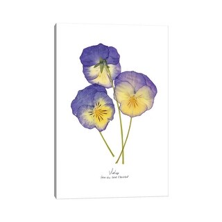 iCanvas "Pressed Violas II" by Grace Popp Canvas Print - Bed Bath & Beyond - 35575886